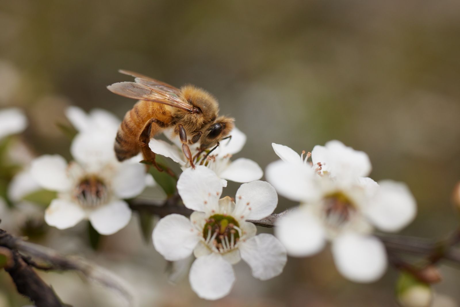 Eyes On New Zealand - Dame Whina Cooper